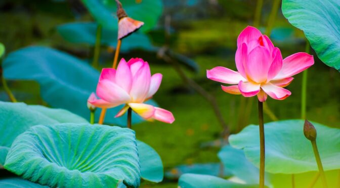 Descubra o Profundo Significado da Flor de Lotus: Uma Visão Espiritual ...