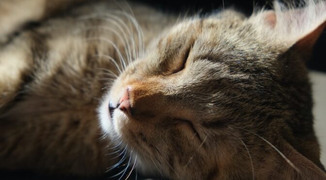 Descubra o Significado por Trás do Gato Abanando a Cauda – Uma ... Descubra o Significado por Trás do Gato Abanando a Cauda – Uma ...